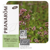 Origan à inflorescences compactes Bio